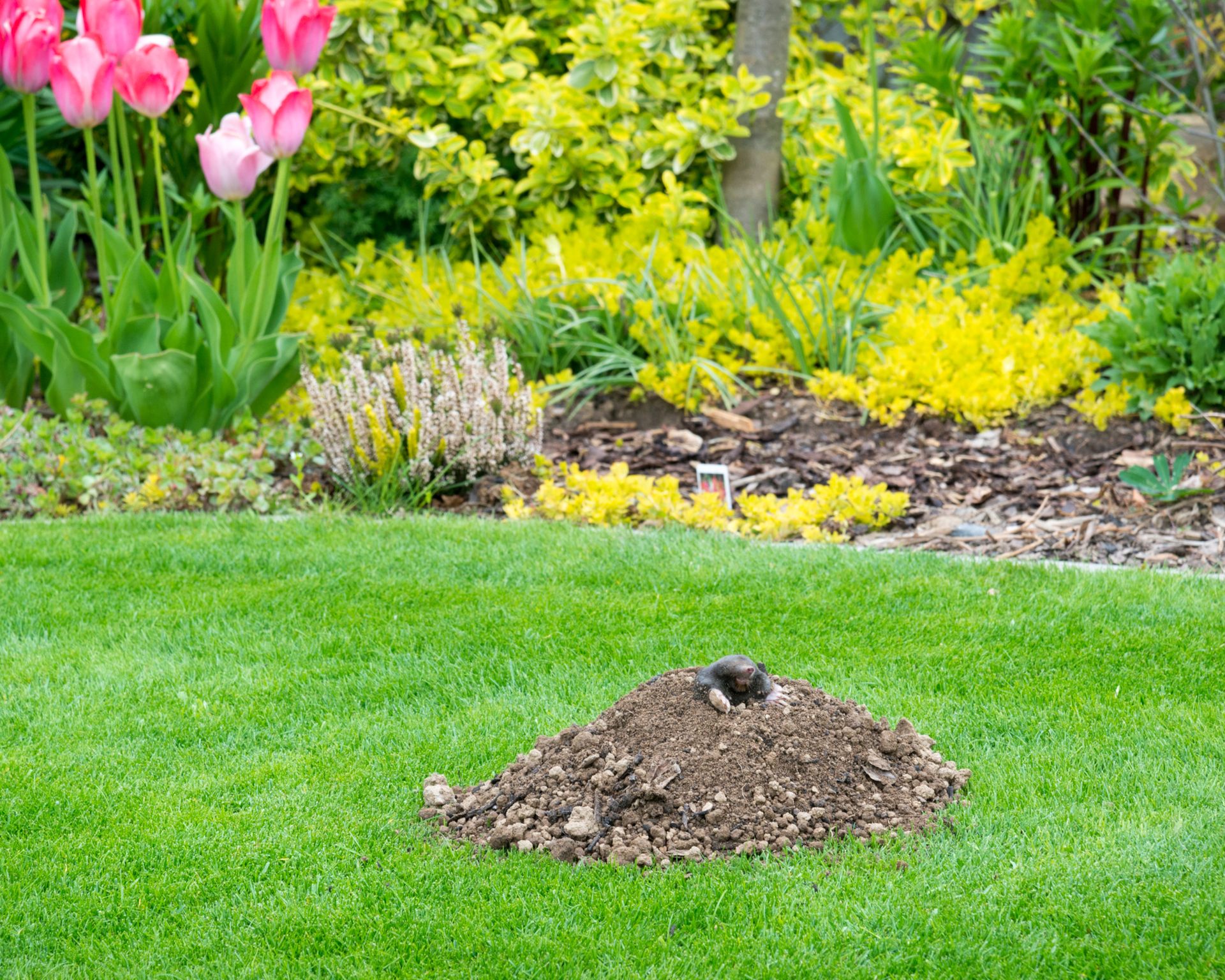 How to get rid of moles in your lawn and yard | Real Homes