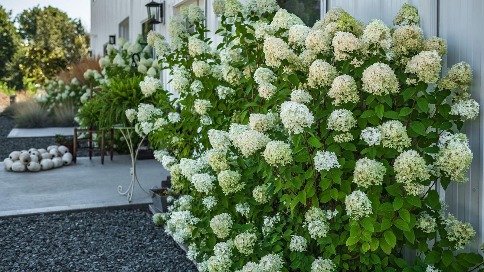 How to prune a Bobo hydrangea in your backyard correctly