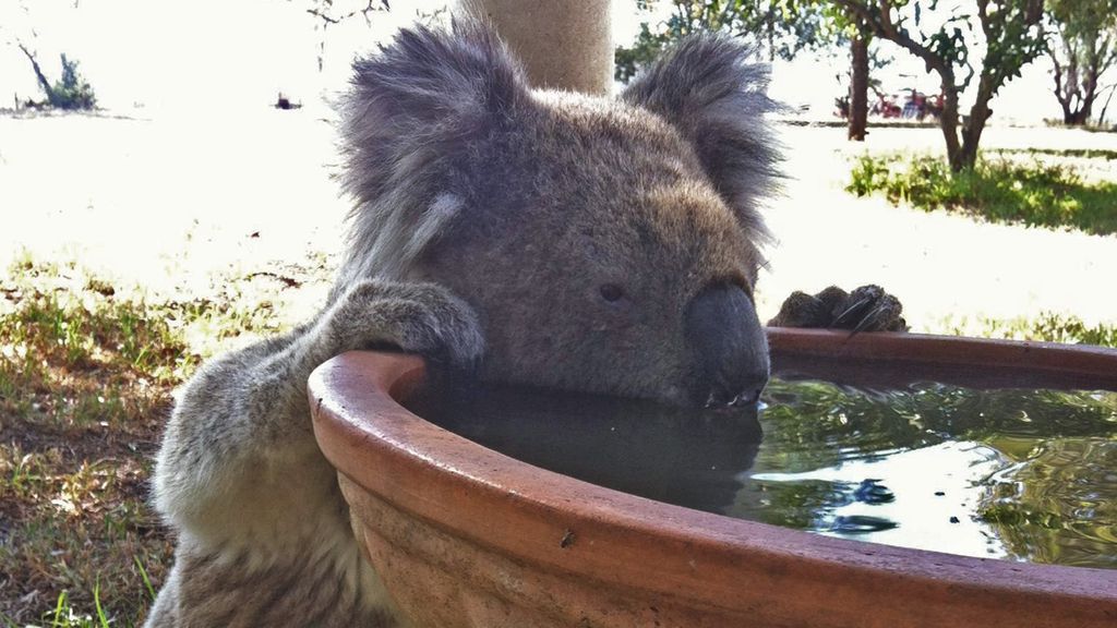 A Koala Walks Into a Bar ... Here's Why Scientists Think That's a Good ...