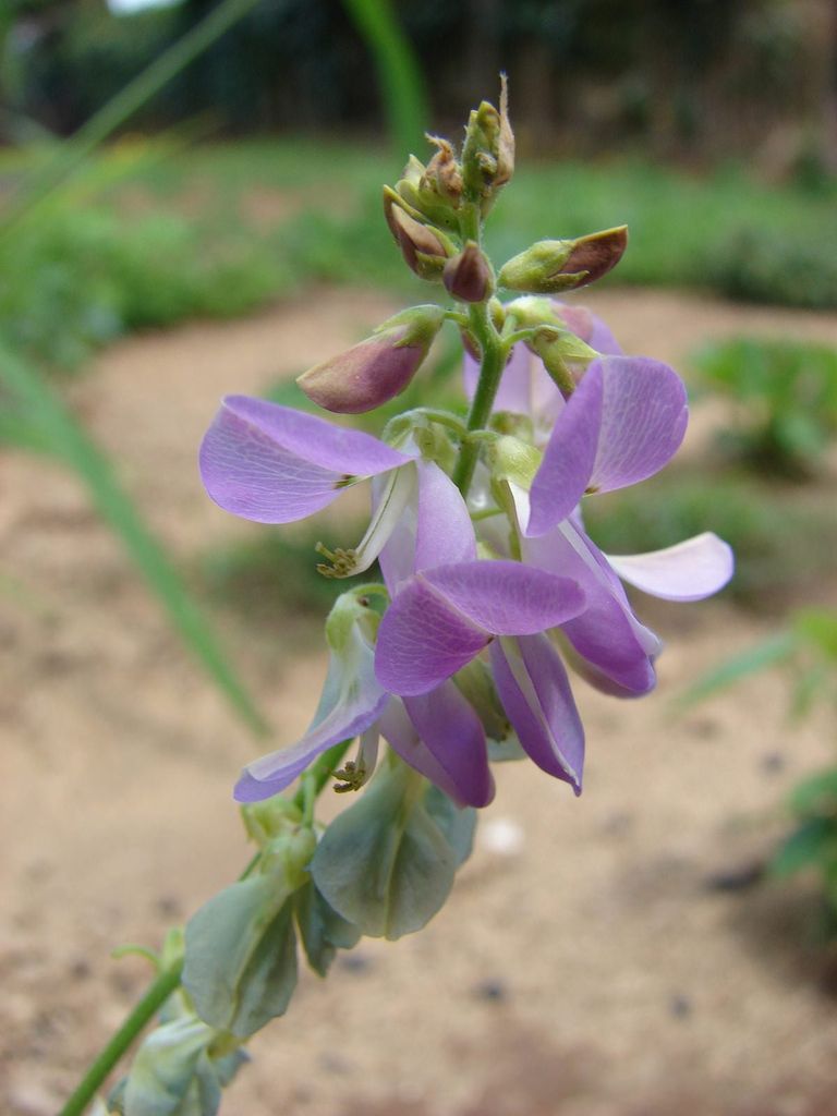 Desmodium Information: Tips For Growing Desmodium Plants | Gardening ...