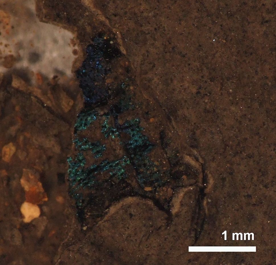 Image Gallery: Shimmering Metallic Beetles | Live Science