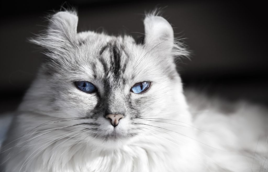 32 high energy cat breeds that will want to play with you | PetsRadar