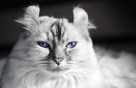 32 high energy cat breeds that will want to play with you | PetsRadar