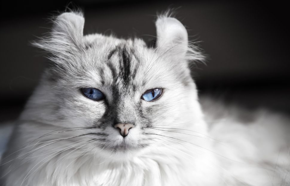 32 high energy cat breeds that will want to play with you | PetsRadar