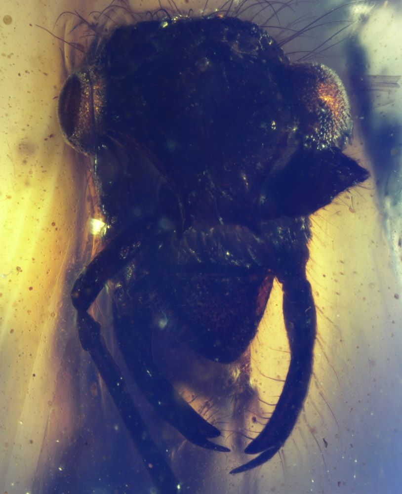 Photos: Ancient Ants & Termites Locked in Amber | Live Science