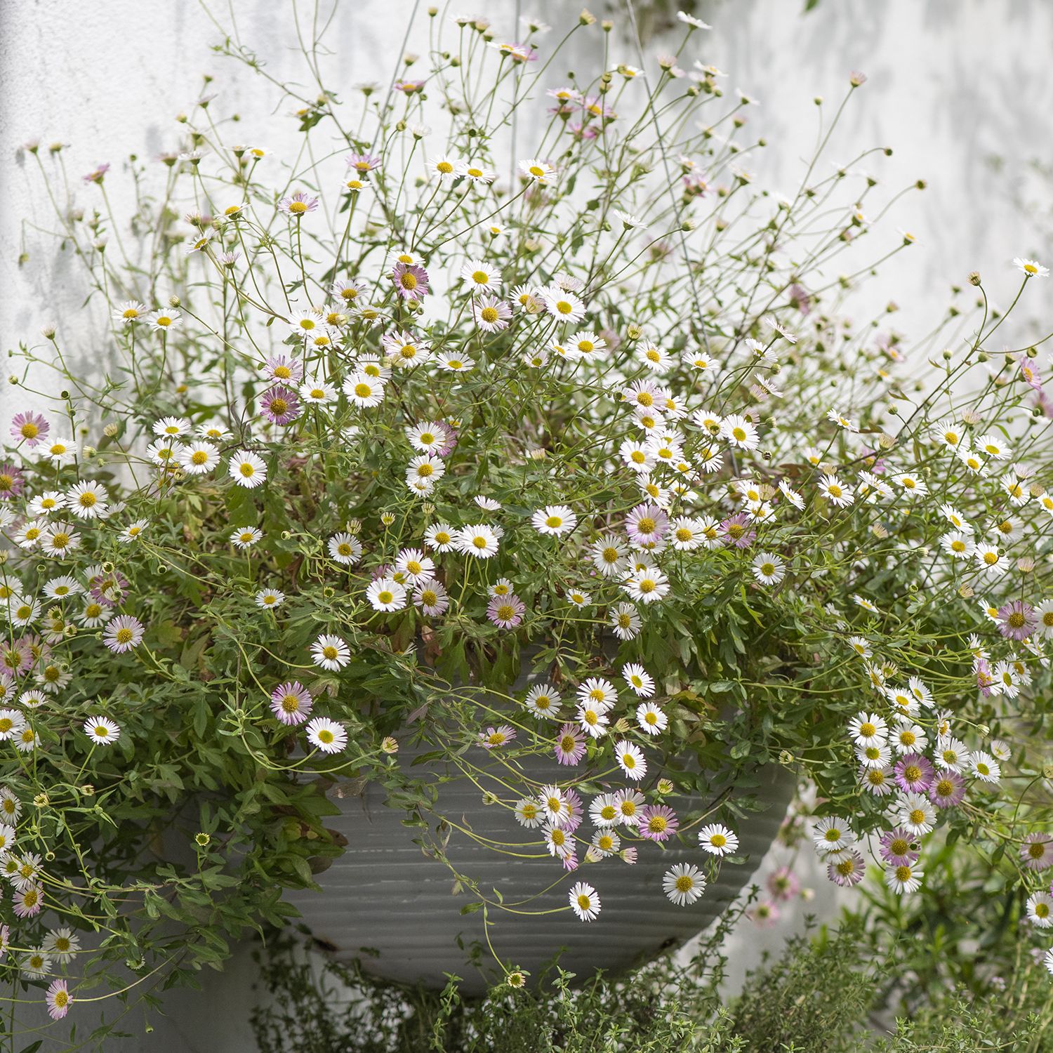 The 5 most beautiful flowers to plant now | Livingetc