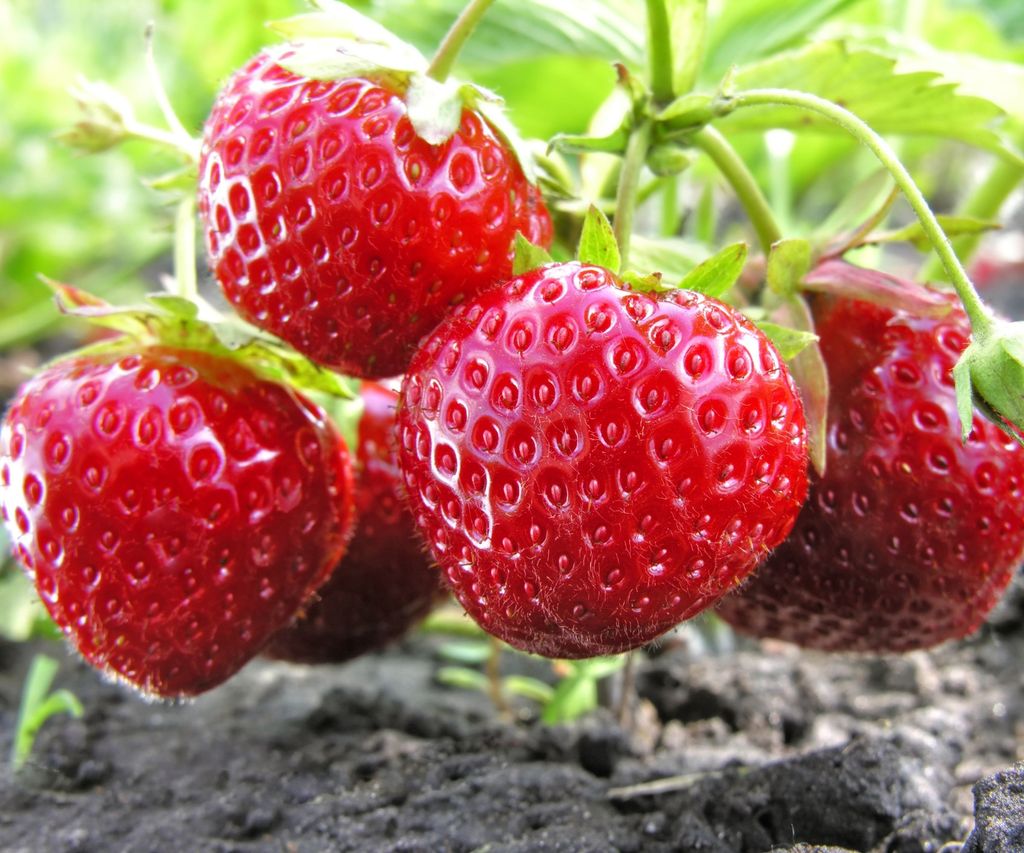 When to pick strawberries – and how to know if they’re ripe | Homes and ...