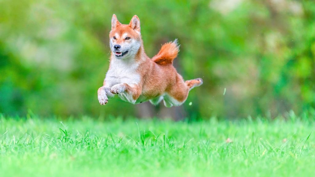 How to know if your dog is happy: 10 signs to look for | PetsRadar