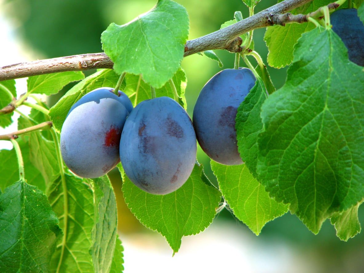 What Is A Farleigh Damson – Growing And Harvesting Farleigh Damson Plums | Gardening Know How