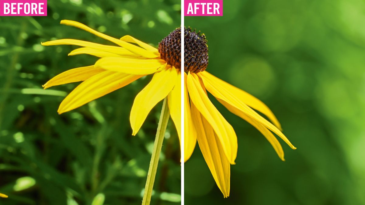 Photograph fantastic flowers at home with this cheap and simple camera ...