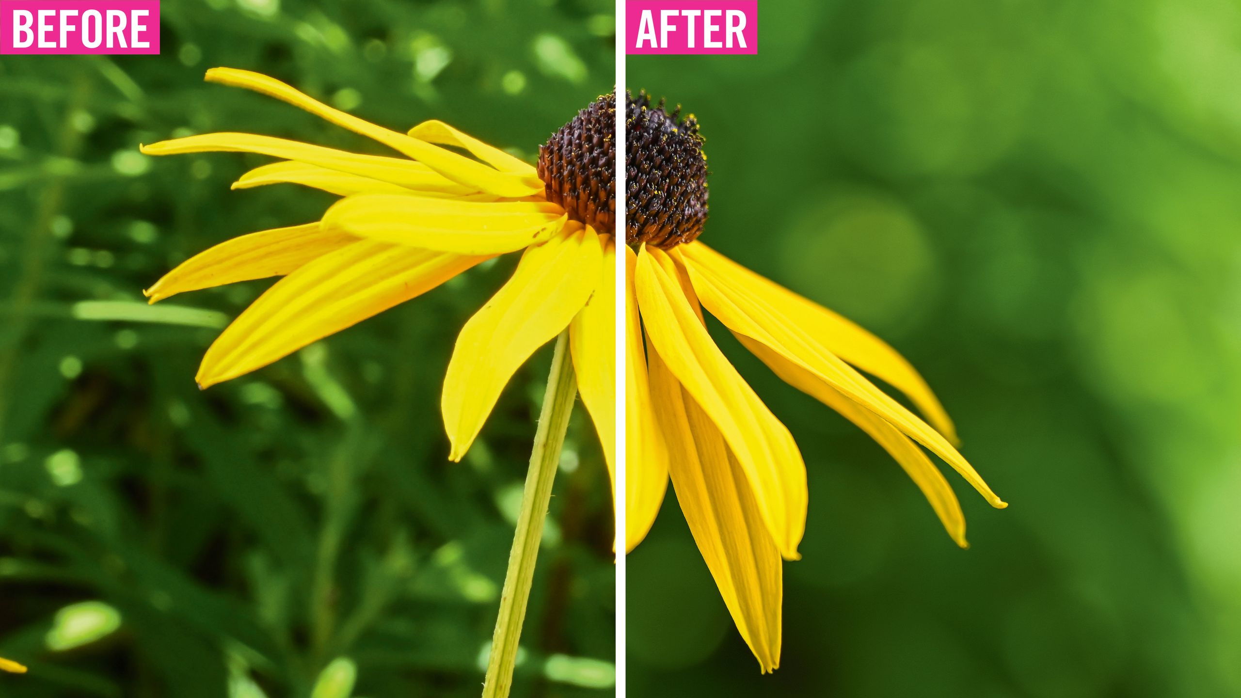 Photograph fantastic flowers at home with this cheap and simple camera ...