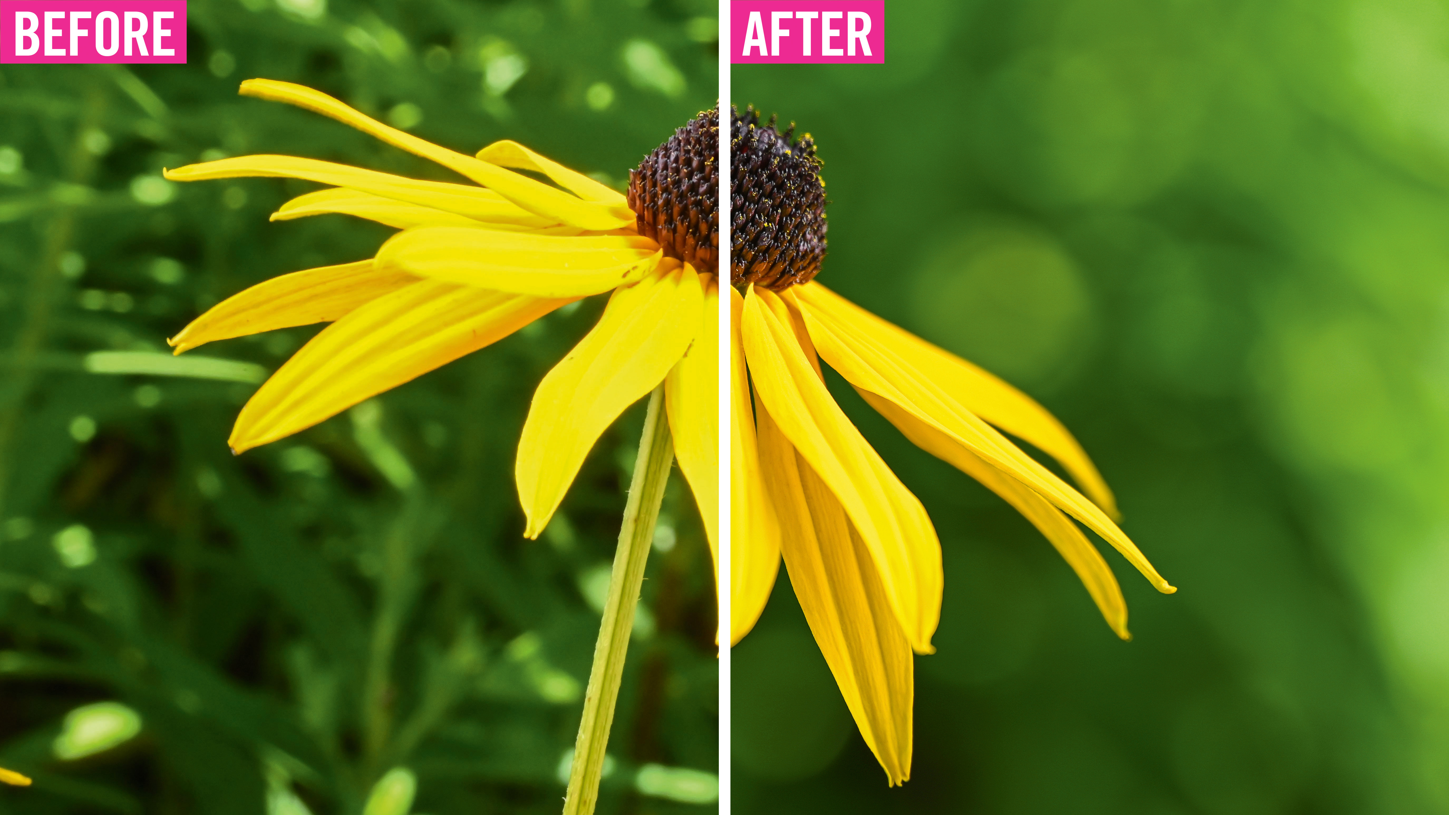 Photograph fantastic flowers at home with this cheap and simple camera ...
