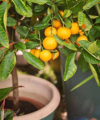 Grow More Fruit Inside: 10 Best Fruit Trees To Grow Indoors | Gardening ...