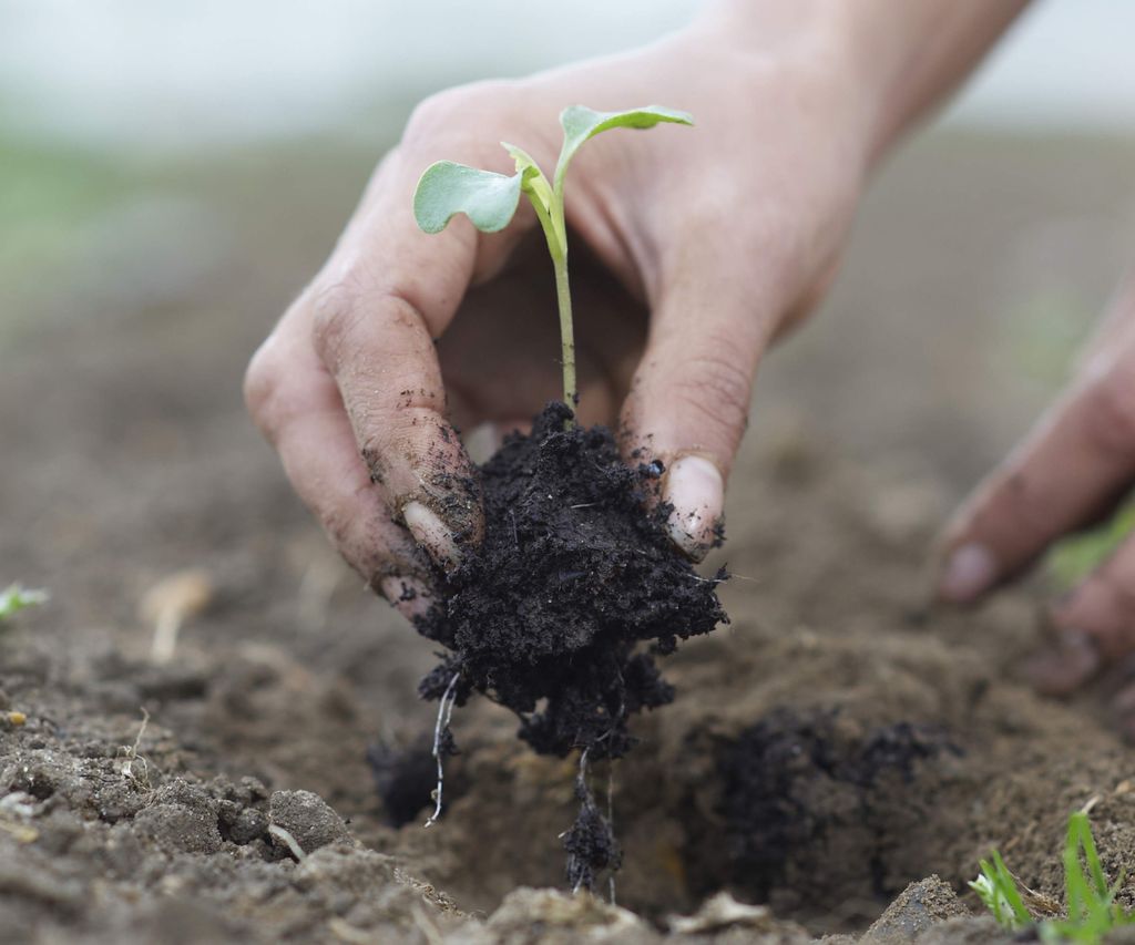 Succession planting and succession sowing: an in-depth guide | Homes ...