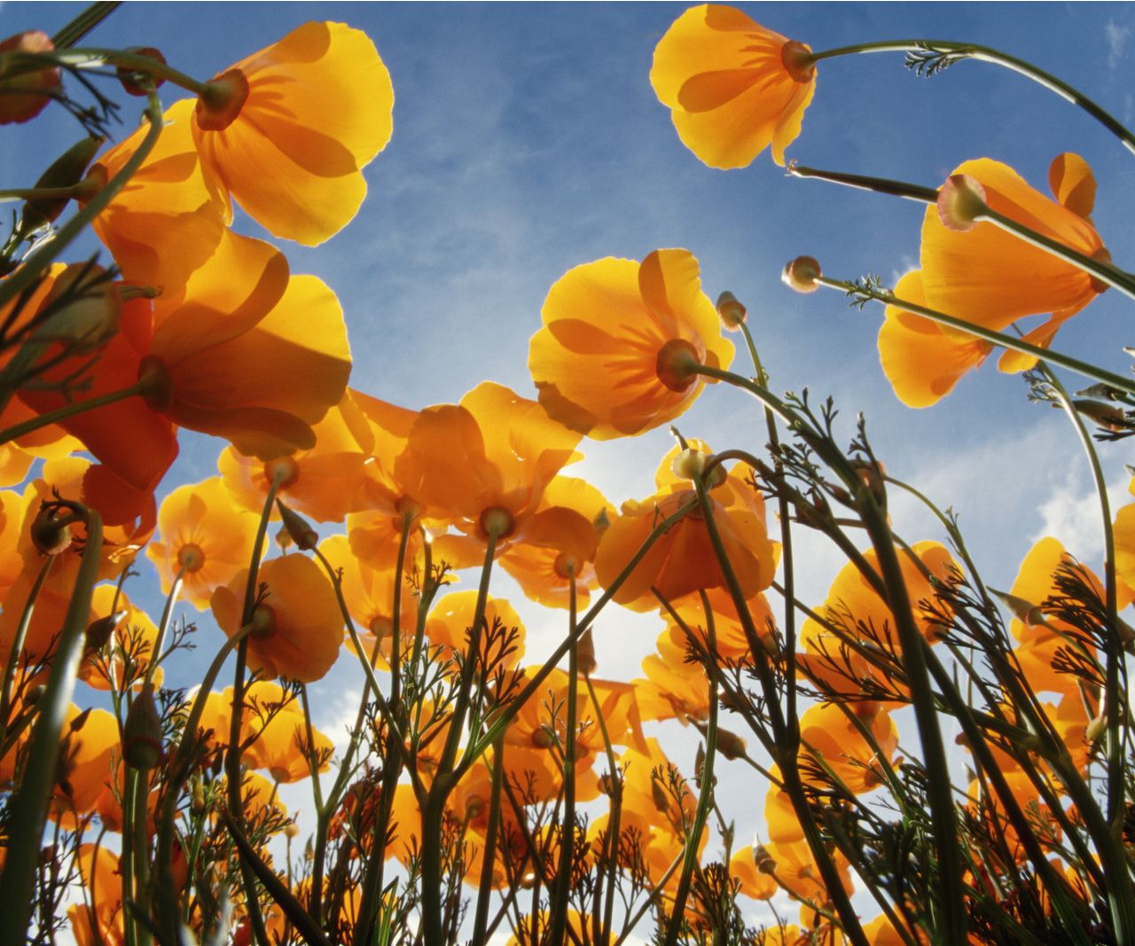 Flowers to plant in September - 7 of the best to sow | Homes and Gardens