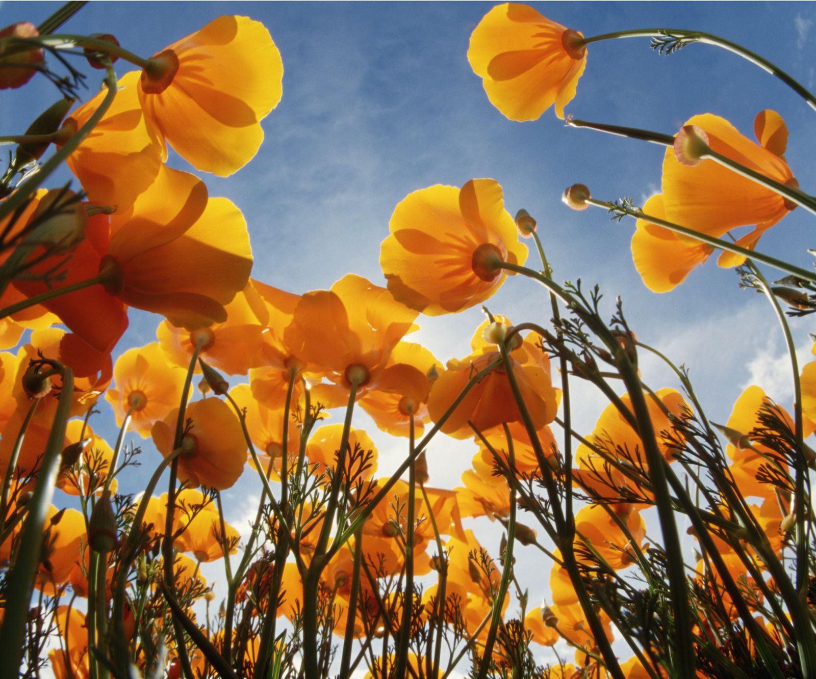 How to grow California poppies: an expert guide | Homes and Gardens