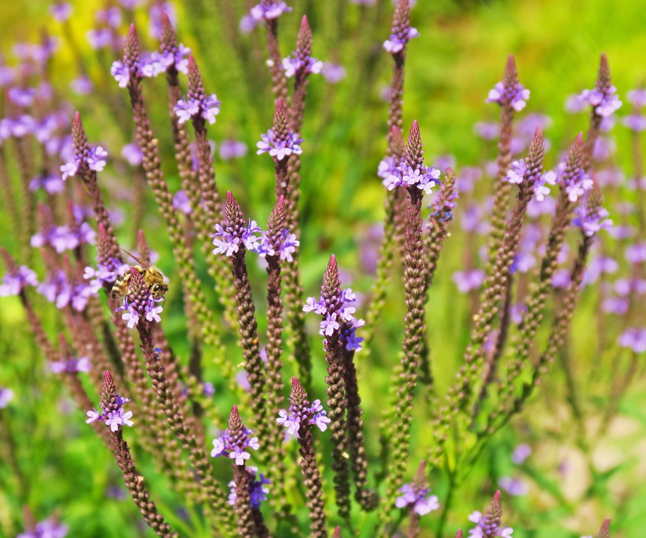 growing verbena from seed: and expert advice on how to sow | Homes and ...