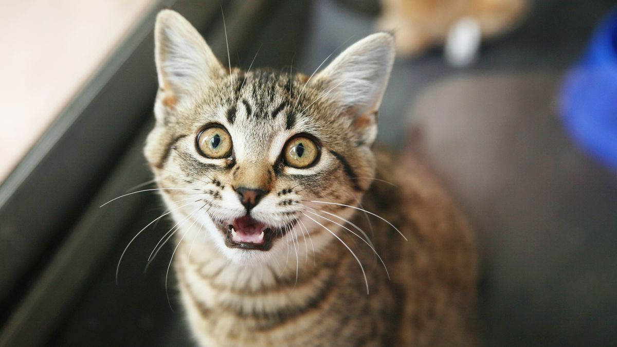 32 things your cat would say to you if they could talk | PetsRadar