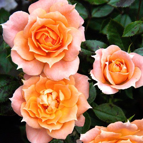 Ultimate guide to growing roses: What to plant, where to plant it, and ...
