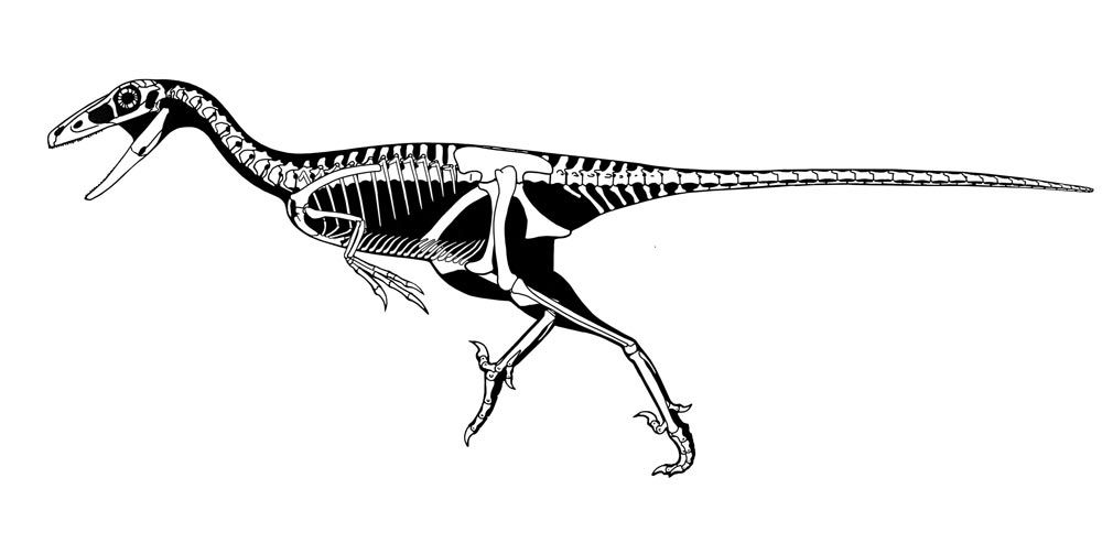 'Switchblade' Claw Reveals How Dino Fought and Killed | Live Science