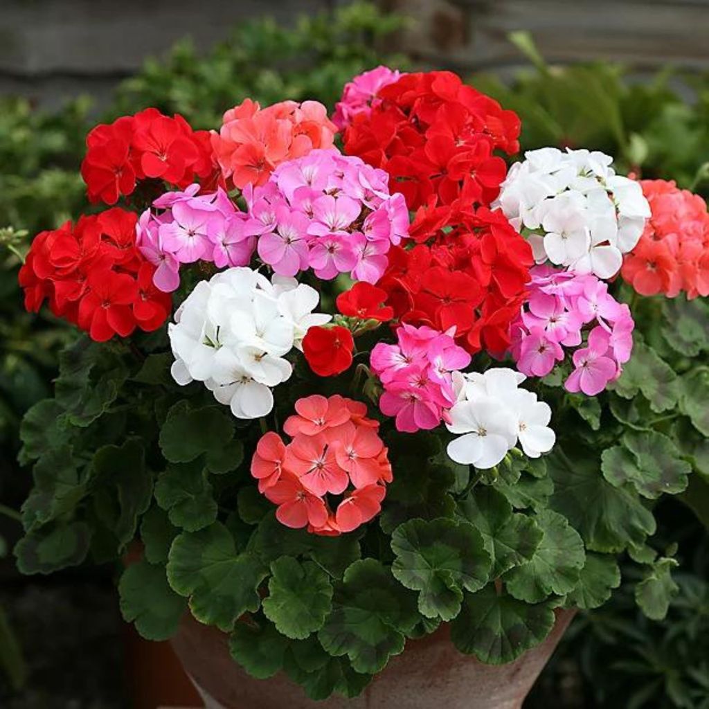 What to do with geraniums after flowering | Ideal Home
