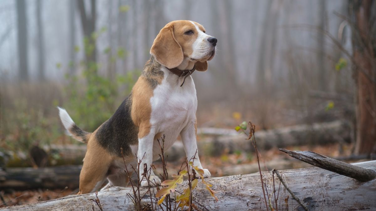 32 best dog breeds for hunting prey of all kinds | PetsRadar