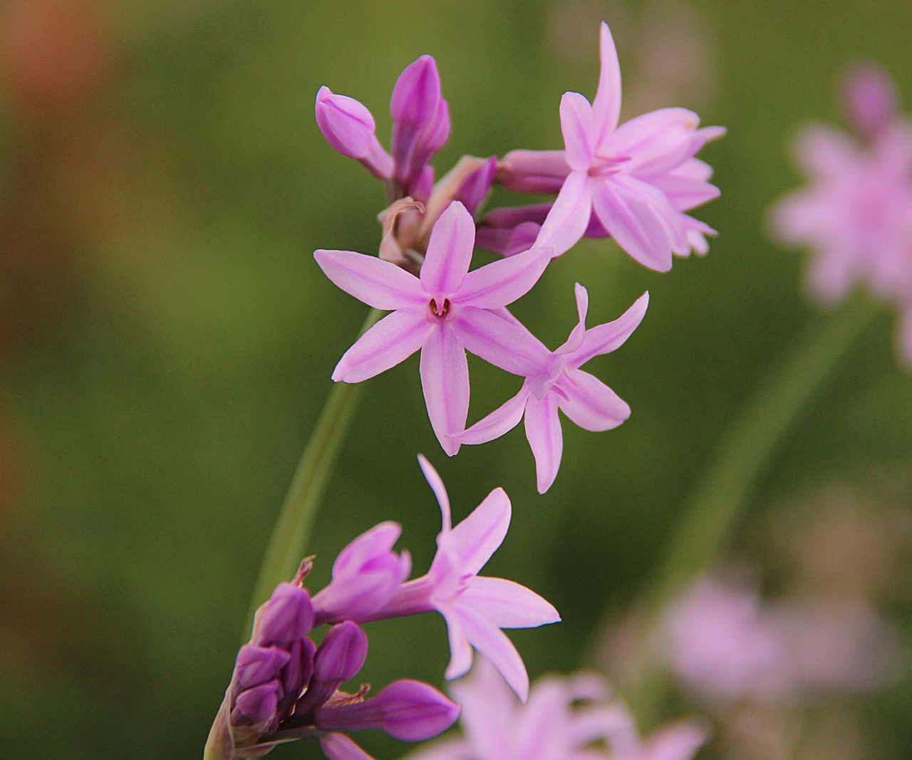 Best snake-repellent plants: 15 plants to keep snakes away | Homes and ...