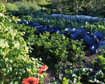 No dig gardening: saves time and benefits soil and plants | Homes and ...