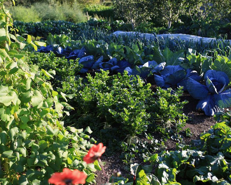 No dig gardening: saves time and benefits soil and plants | Homes and ...