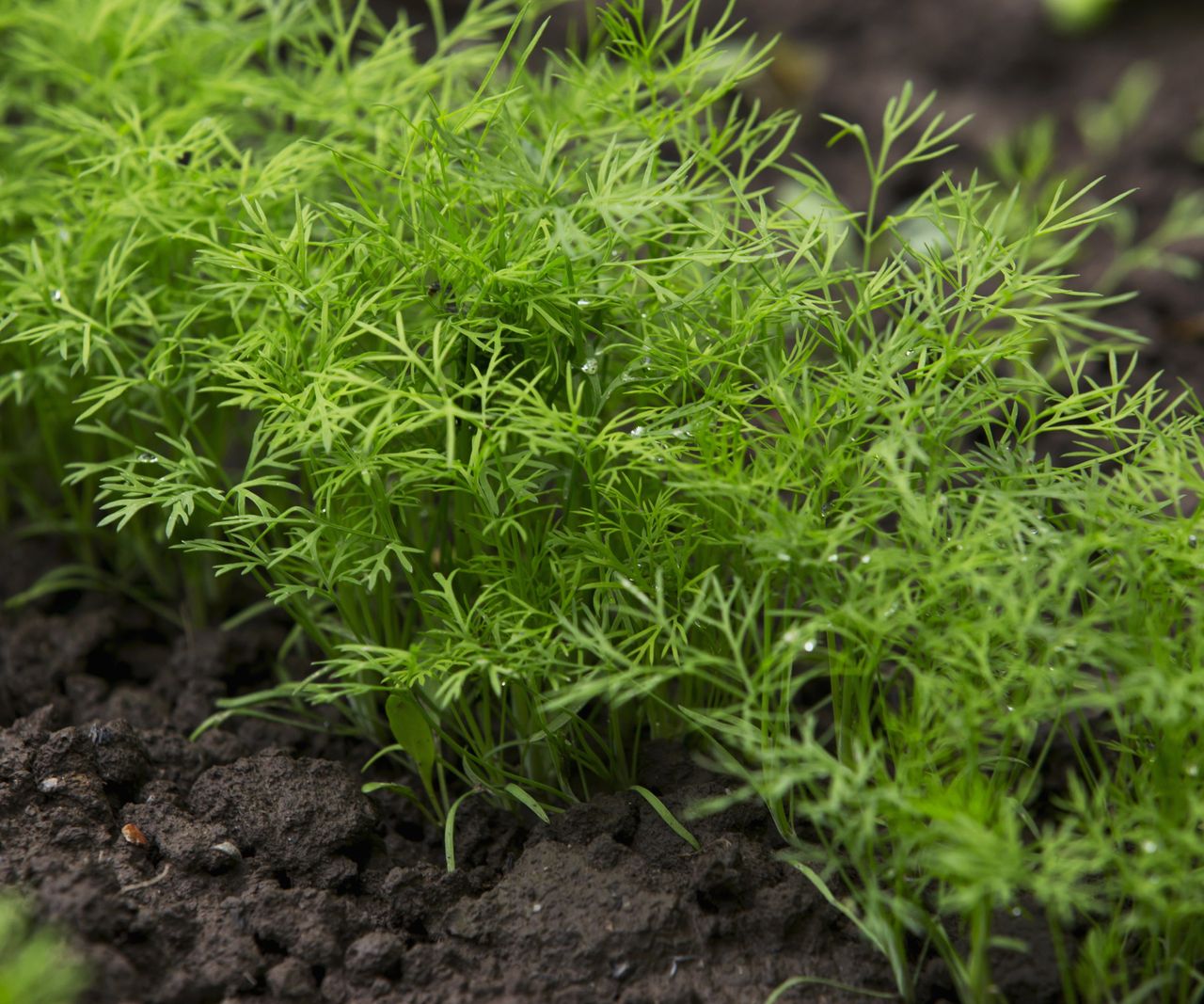 How to prune dill: expert tips and tricks | Homes and Gardens