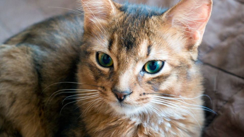 10 fluffy cat breeds to cuddle up to | PetsRadar