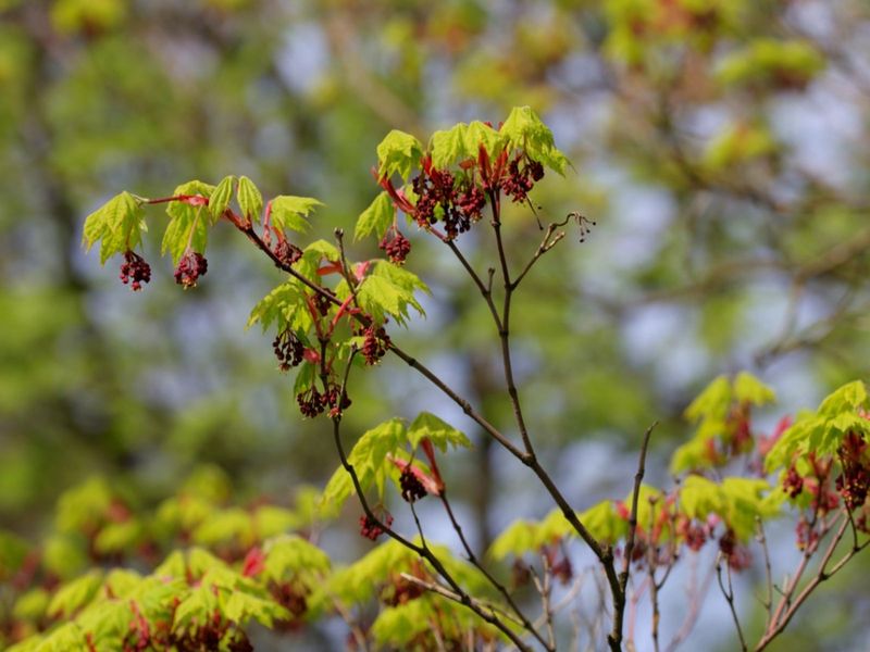 Tips & Information about Maple Trees | Gardening Know How