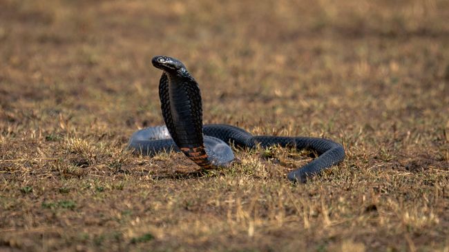 New antivenom works against 17 dangerous African snake species, study ...