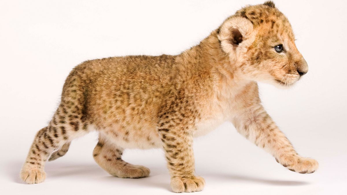 Why do so many baby animals have spots? | Live Science
