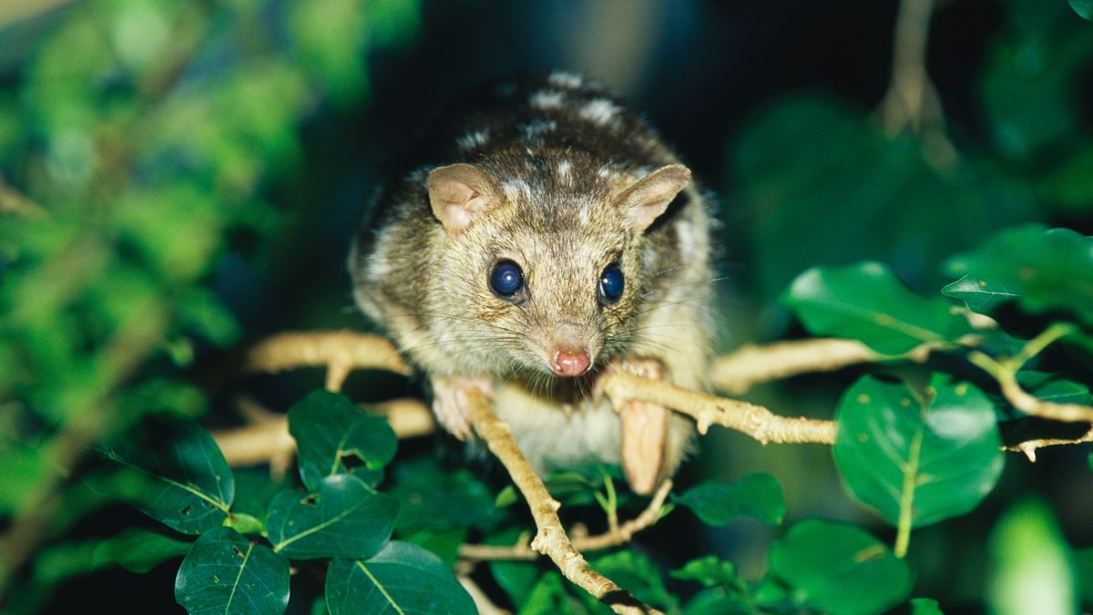 Weird and unusual animals you’ve not heard of before | PetsRadar