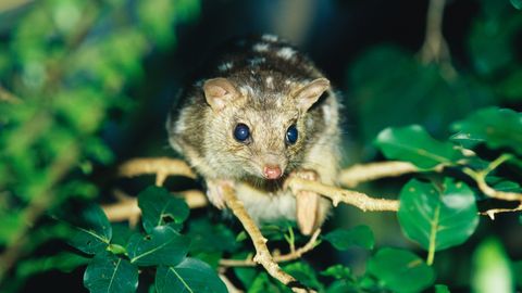 Weird and unusual animals you’ve not heard of before | PetsRadar