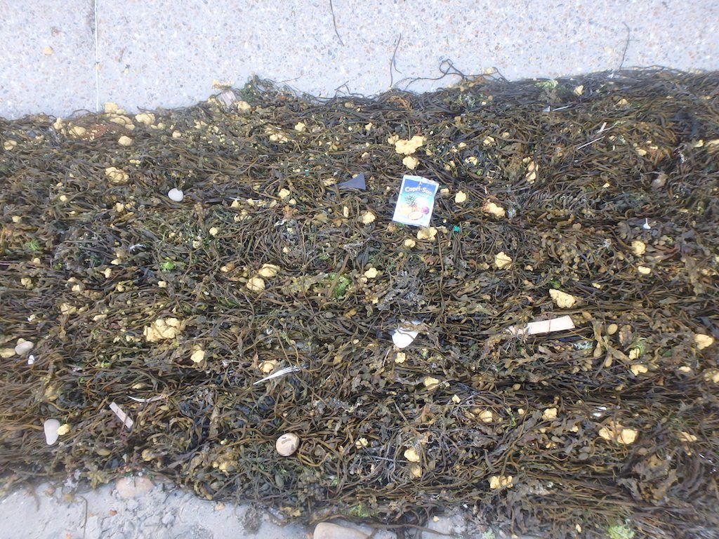 Photos: Weird Yellow Fluff Balls Wash Up on French Beaches: Page 3 ...