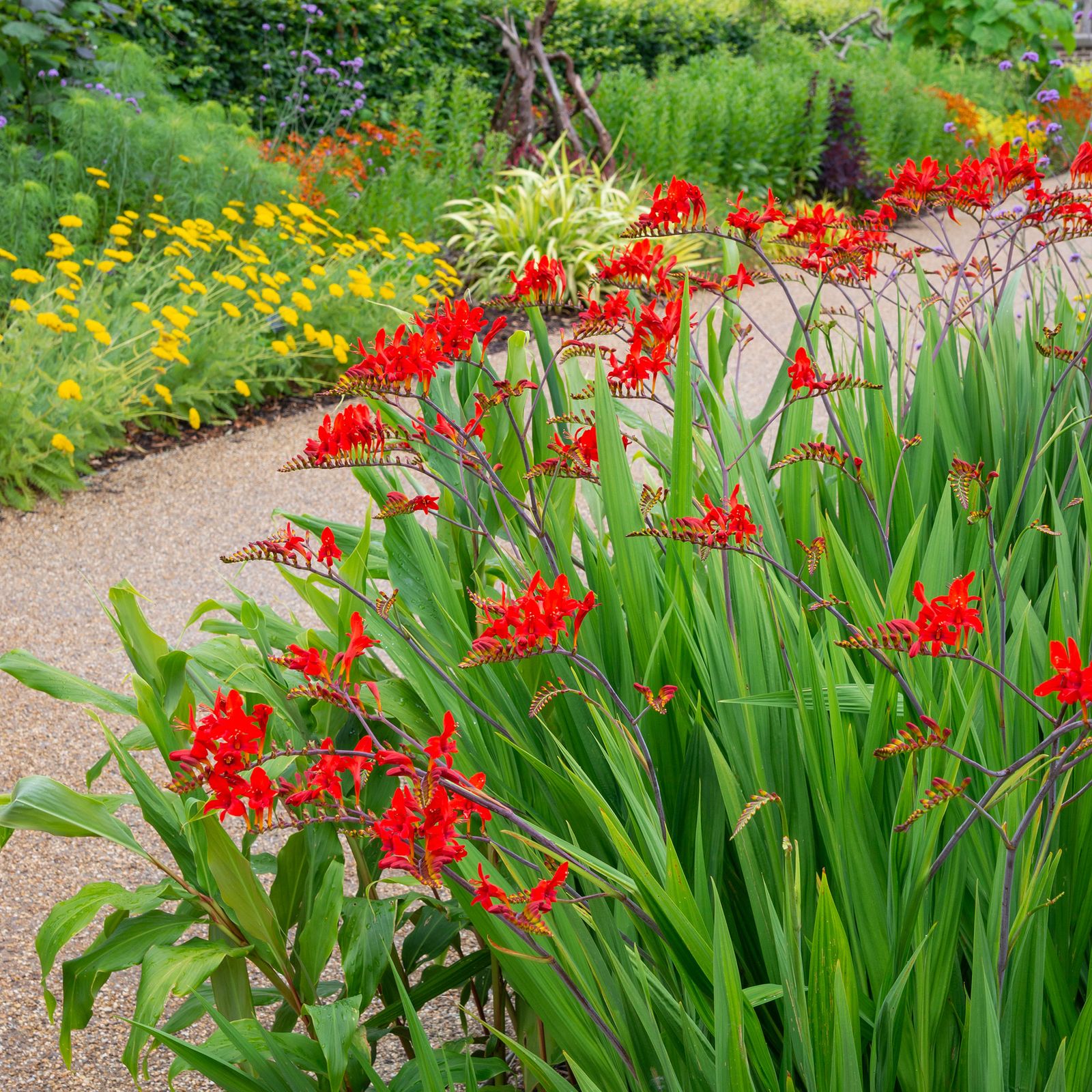 When to plant crocosmia bulbs for a garden full of blooms | Ideal Home