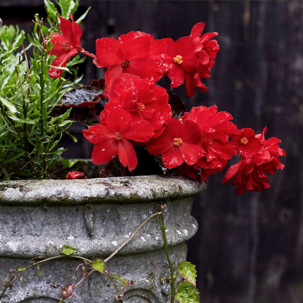 Overwintering begonias – simple steps to next year's blooms | Ideal Home