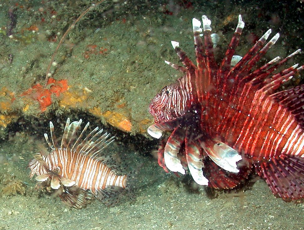 Photos: Lionfish Invade the 'Twilight Zone' | Live Science