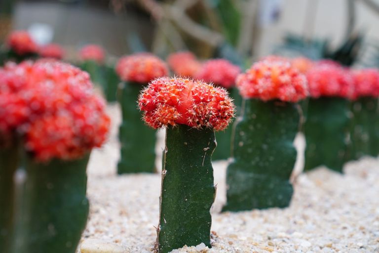 Types Of Red Cactus – Cactus With Red Flowers And Flesh | Gardening ...