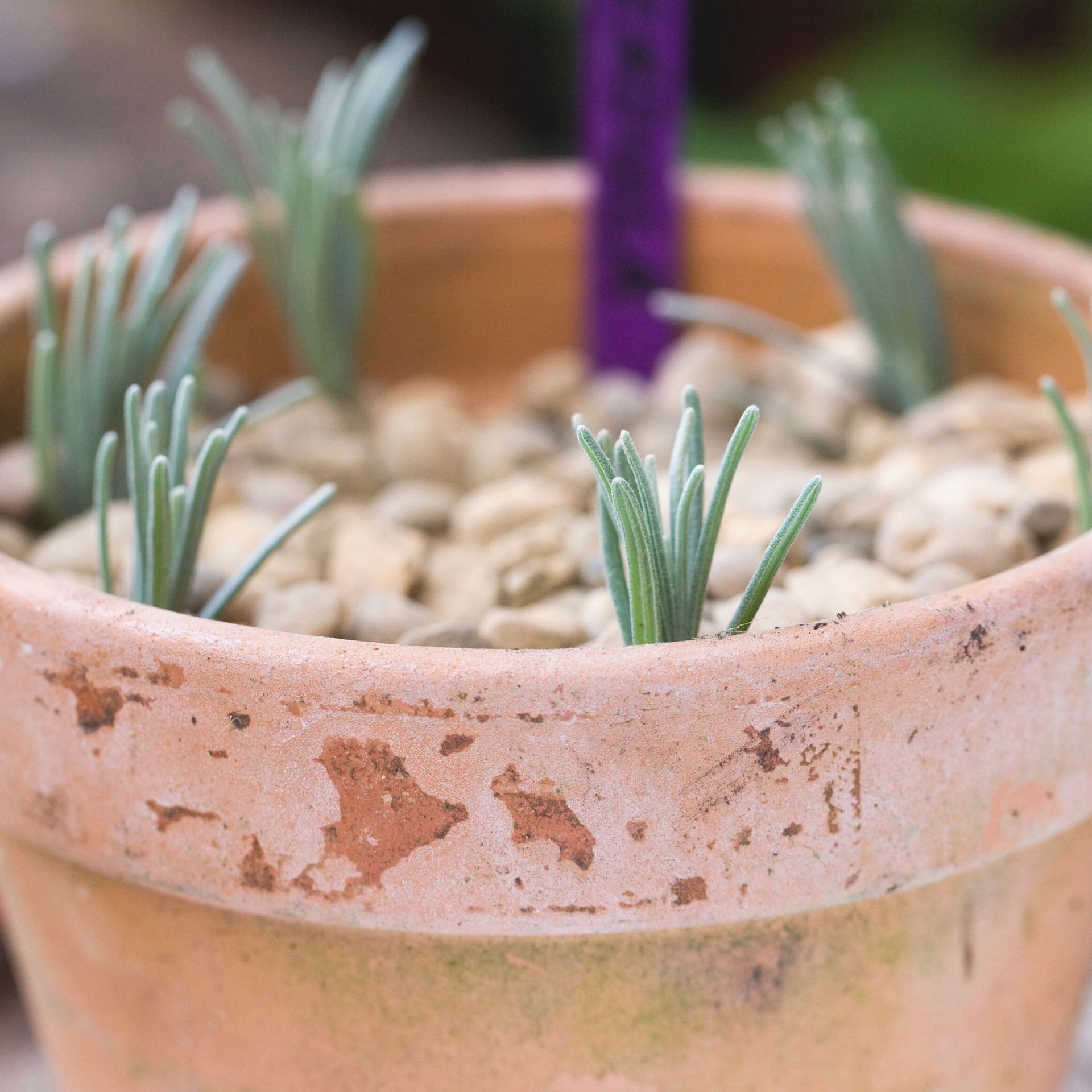 How to propagate lavender: fill your borders for free | Ideal Home