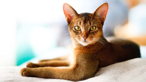 32 quietest cat breeds | PetsRadar