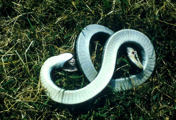 Image Gallery: Snakes of the World | Live Science