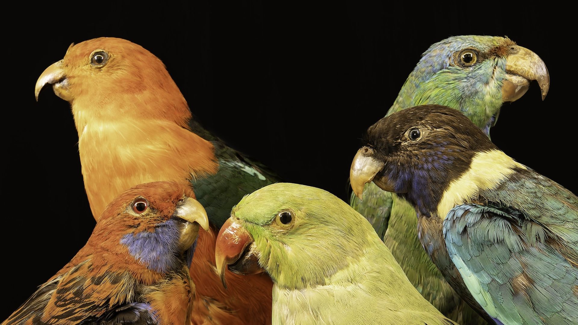 Why are tropical animals so colorful? | Live Science