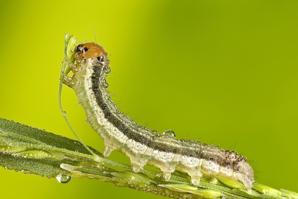 Gallery: Dazzling Photos of Dew-Covered Insects | Live Science