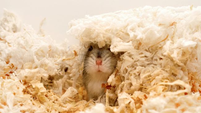 5 reasons why your hamster is scared of you | PetsRadar