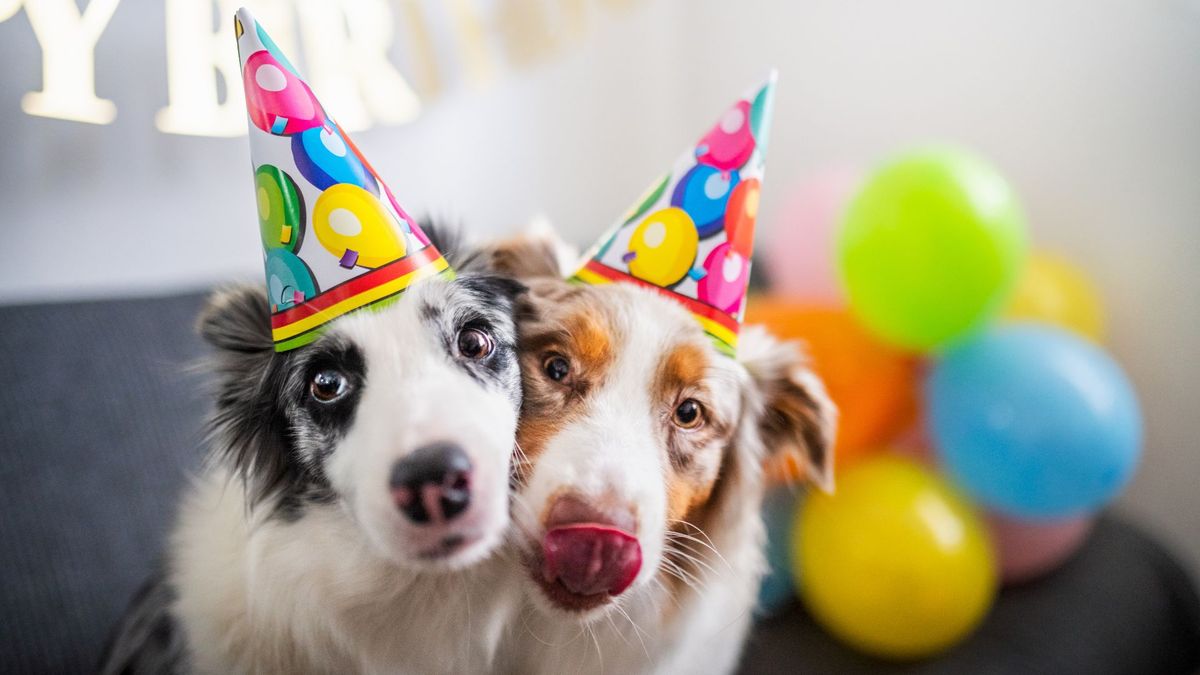 20 pet birthday ideas and ways to celebrate | PetsRadar