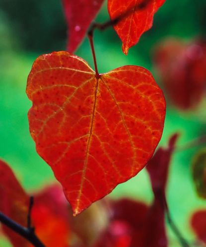 10 trees with red leaves for stunning garden color | Gardeningetc