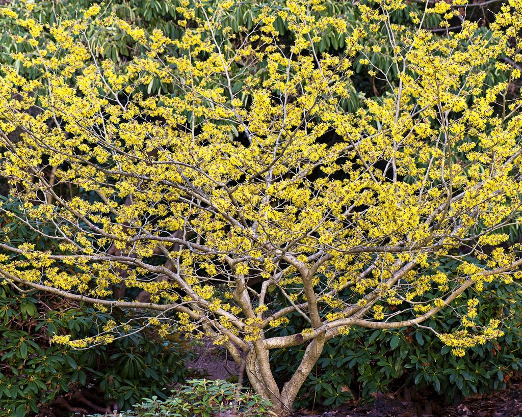 10 Stunning Plants For Winter Color – Experts Reveal The Best Varieties ...